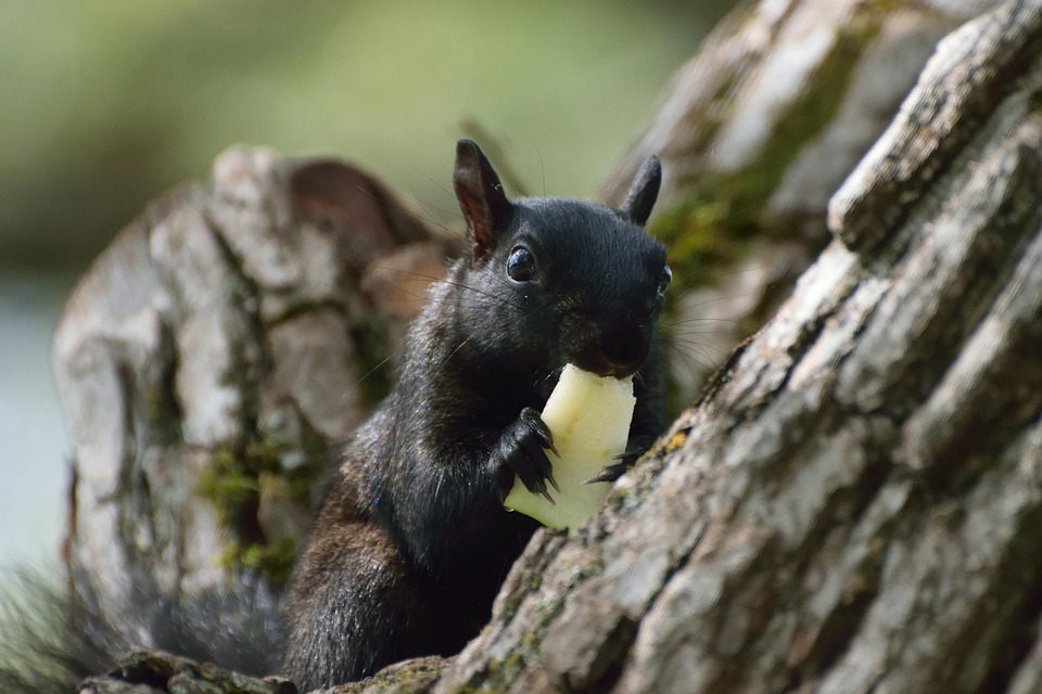 Animal Esquilo Natureza - Foto gratuita no Pixabay - Pixabay