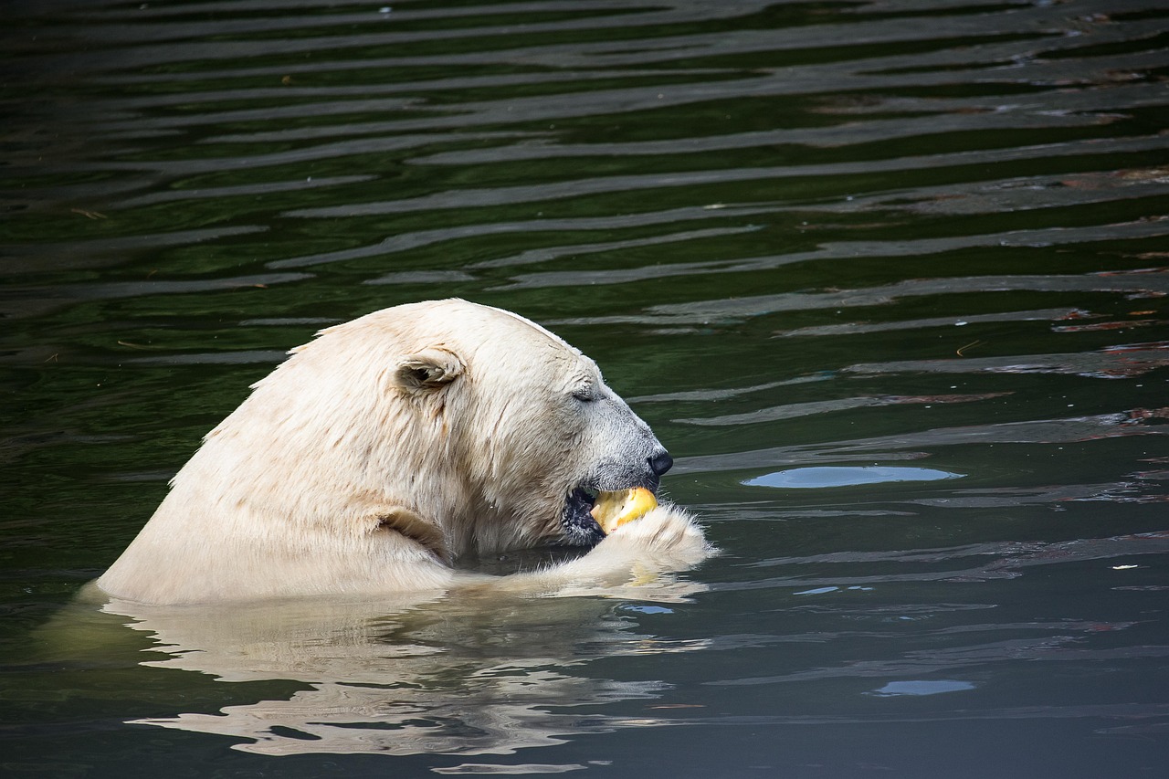 7,000+ Bear Pictures & Images [HD] - Pixabay