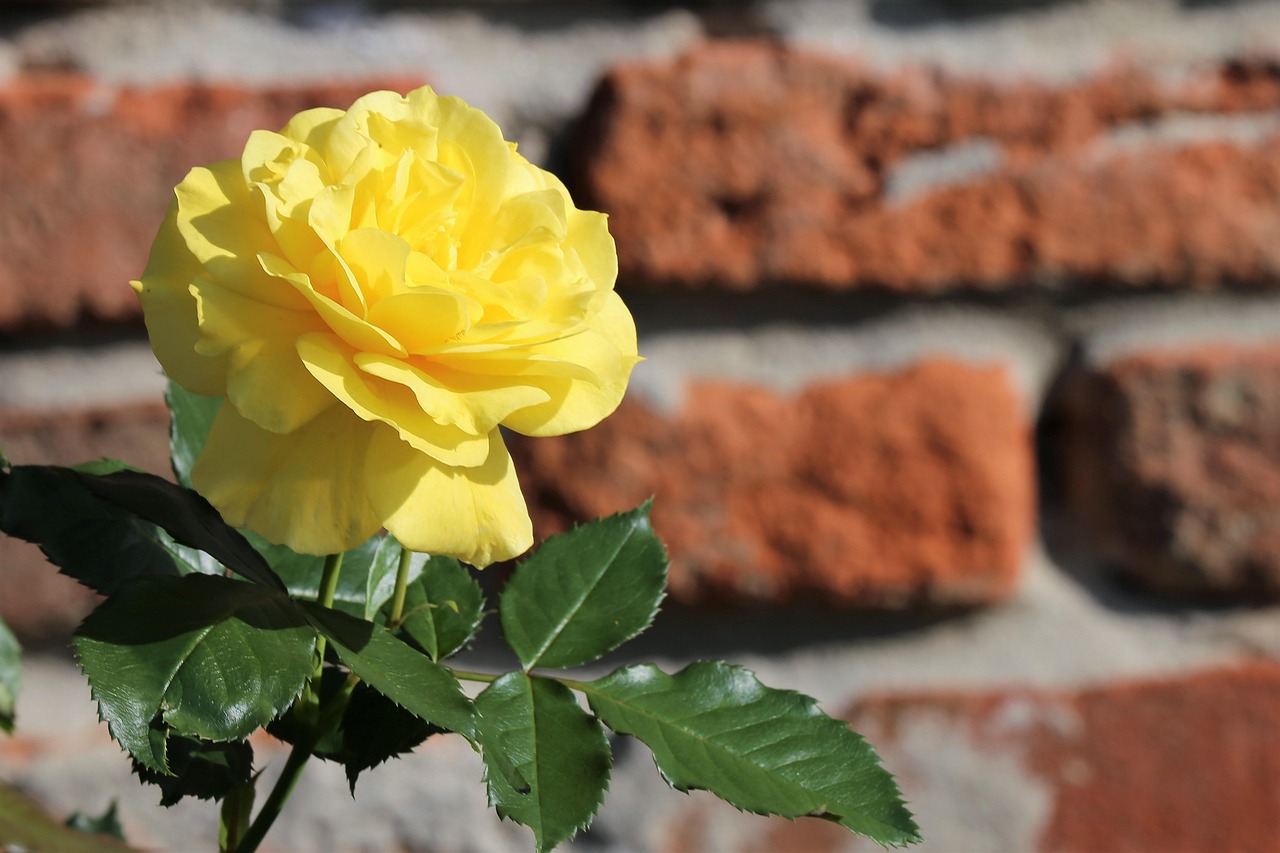 Gul Rose Rosa Foetida Blomst - Gratis foto på Pixabay - Pixabay