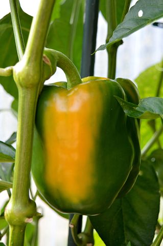 100+ Free Bell Pepper & Food Images - Pixabay