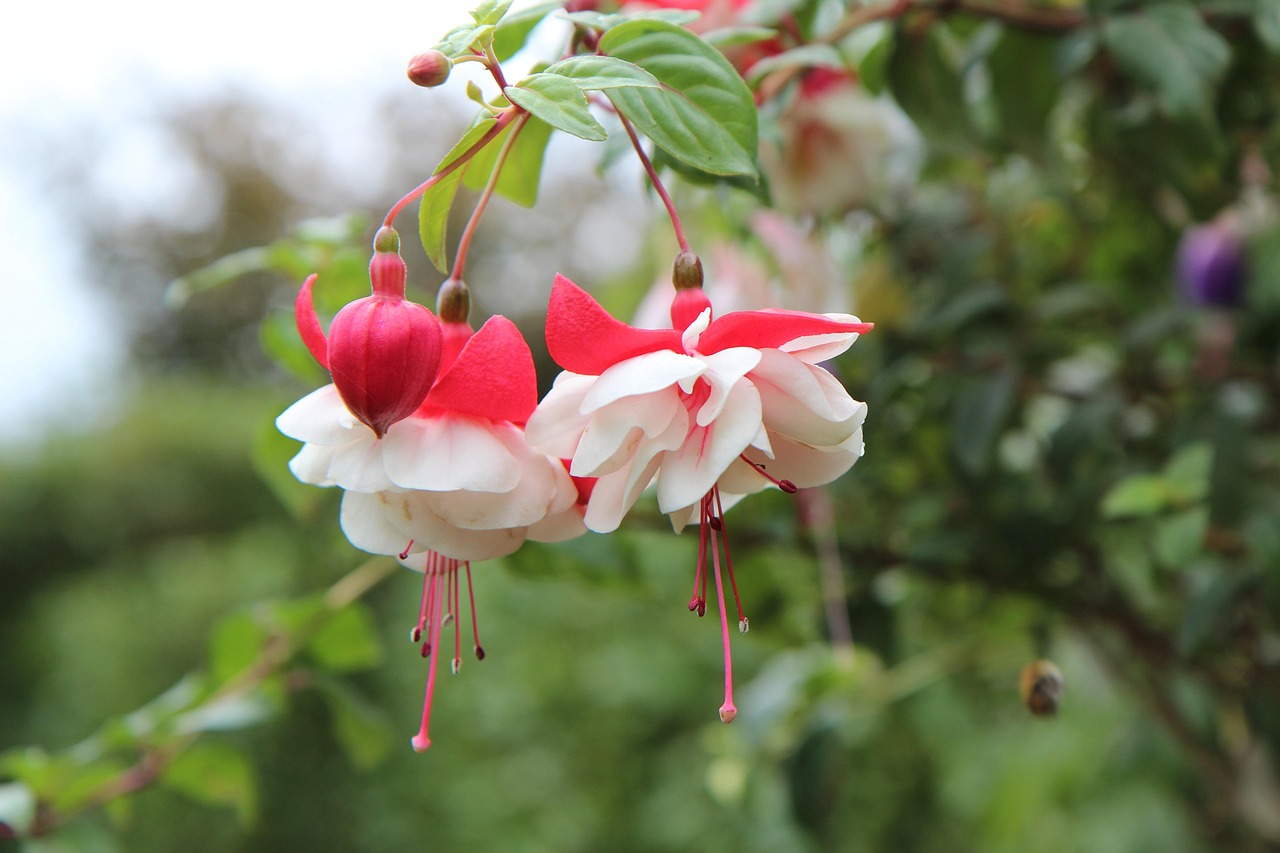 Fuchsia Fushia Bi-Color - Free photo on Pixabay - Pixabay