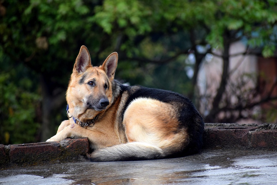 Animal Mascota Perro - Foto gratis en Pixabay - Pixabay