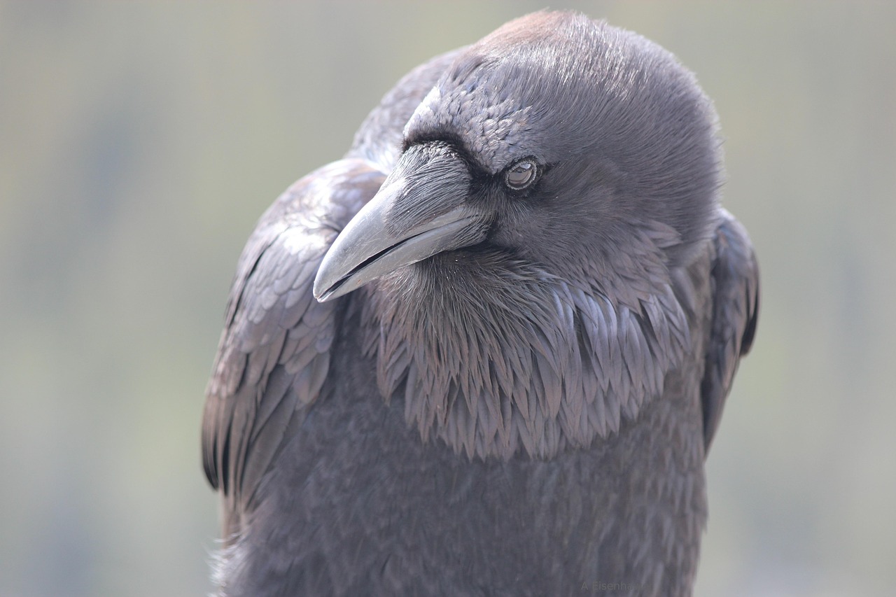 50,000+ Free Punishing Gray Raven & Raven Images - Pixabay