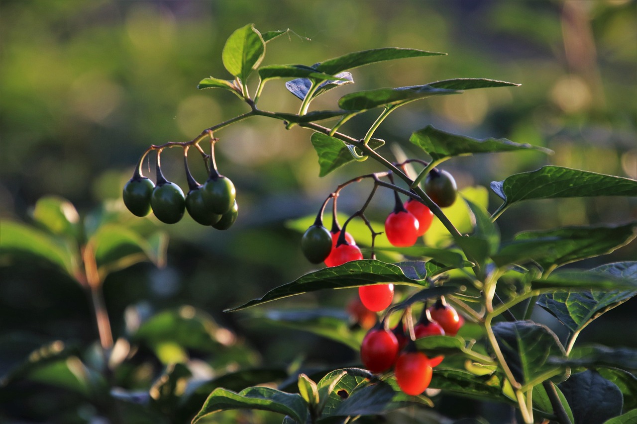In The Forest Berries Plant - Free photo on Pixabay - Pixabay