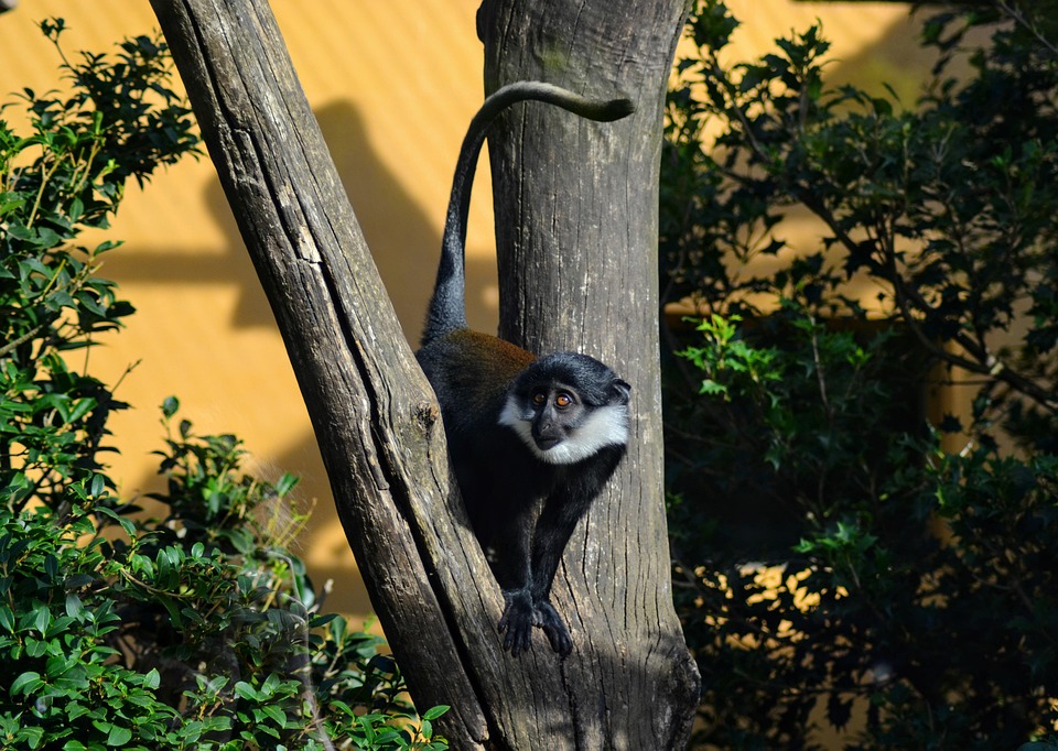 Monkey Mammals Primate - Free photo on Pixabay - Pixabay
