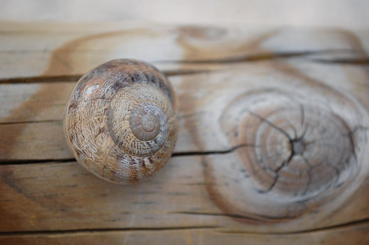 Snail Shell Wood - Free photo on Pixabay - Pixabay