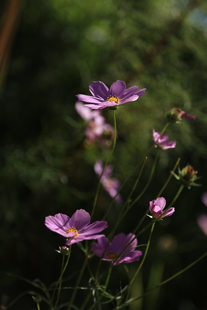 Cosmos Bunga Alam - Foto gratis di Pixabay - Pixabay