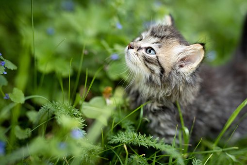Cat Kitten Animal - Free photo on Pixabay