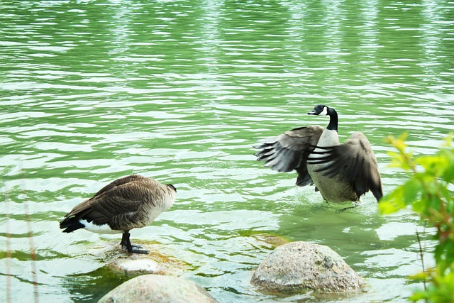 Pato Agua Canadá - Foto gratis en Pixabay - Pixabay