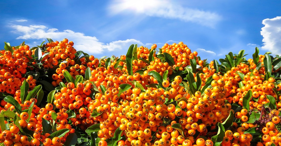 Meal Nature Berry - Free photo on Pixabay