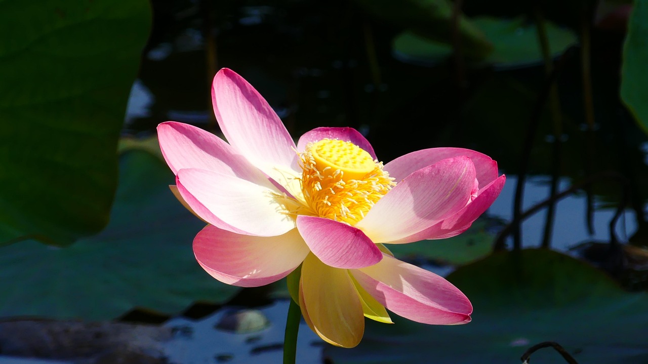 Lotus Bitki Su Bitkileri - Pixabay'de ücretsiz fotoğraf - Pixabay