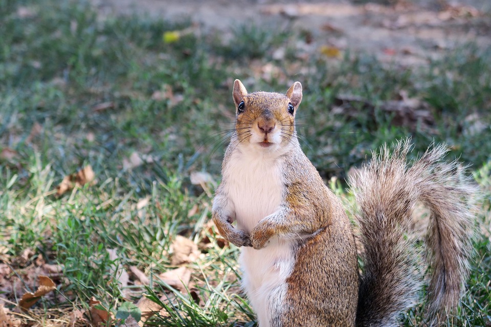 Écureuil Nature Animal - Photo gratuite sur Pixabay - Pixabay