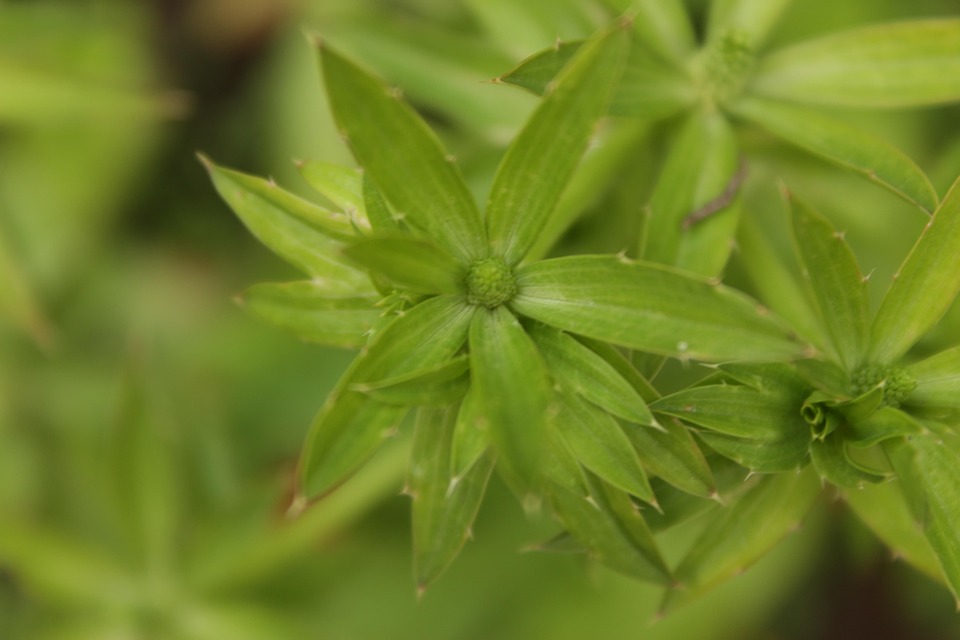 Green Coriander Plant - Free photo on Pixabay - Pixabay