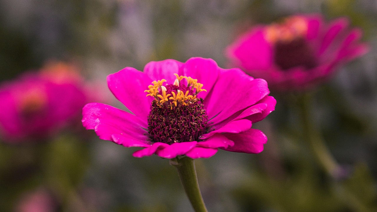 Zinnia Sri Lanka Blossom - Free photo on Pixabay - Pixabay