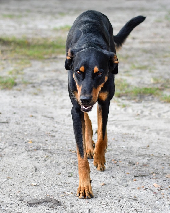 Dog Beauceron Walk - Free photo on Pixabay