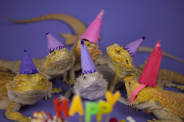 超过 70000 张关于“Happy Birthday Loop”和“生日快乐”的免费图片 - Pixabay