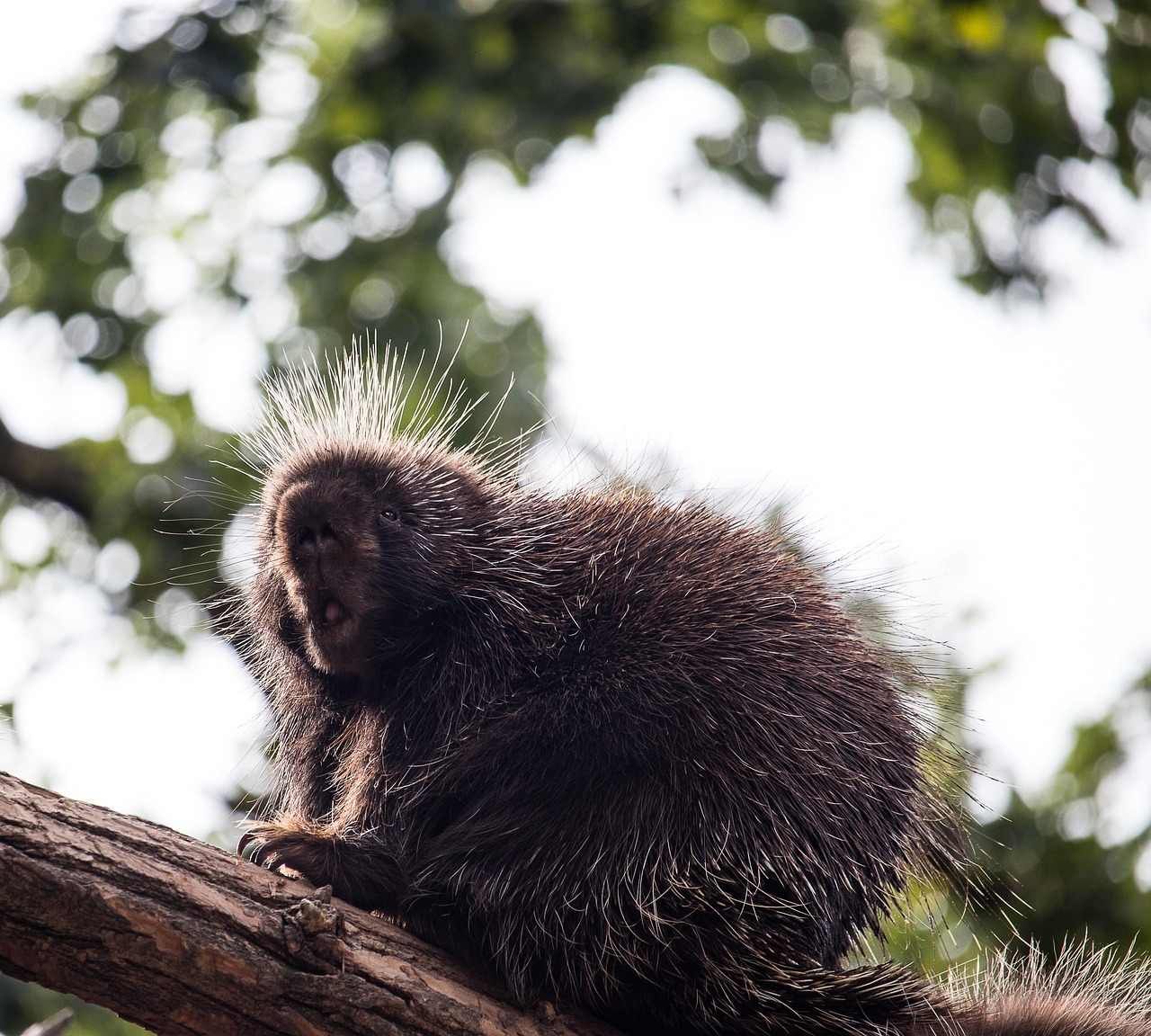 90+ Free Porcupine & Animal Images - Pixabay