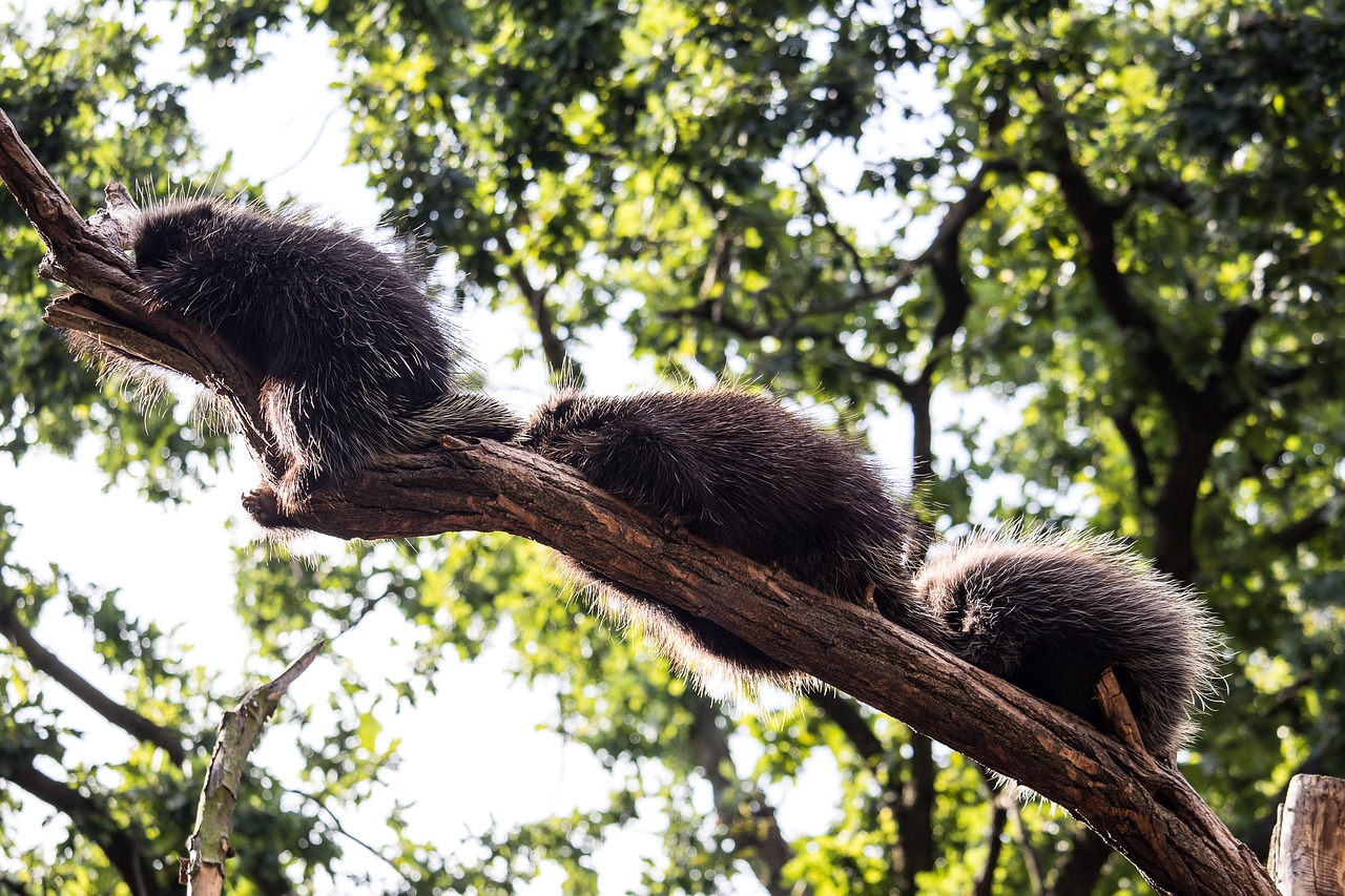 70+ Free Porcupine & Animal Photos - Pixabay