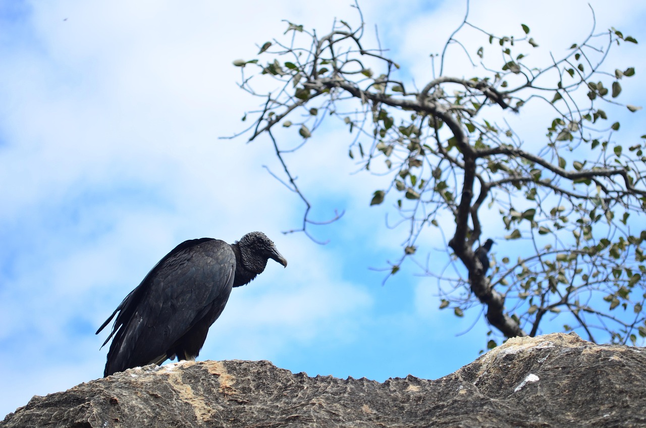 Vulture - Free photo on Pixabay - Pixabay