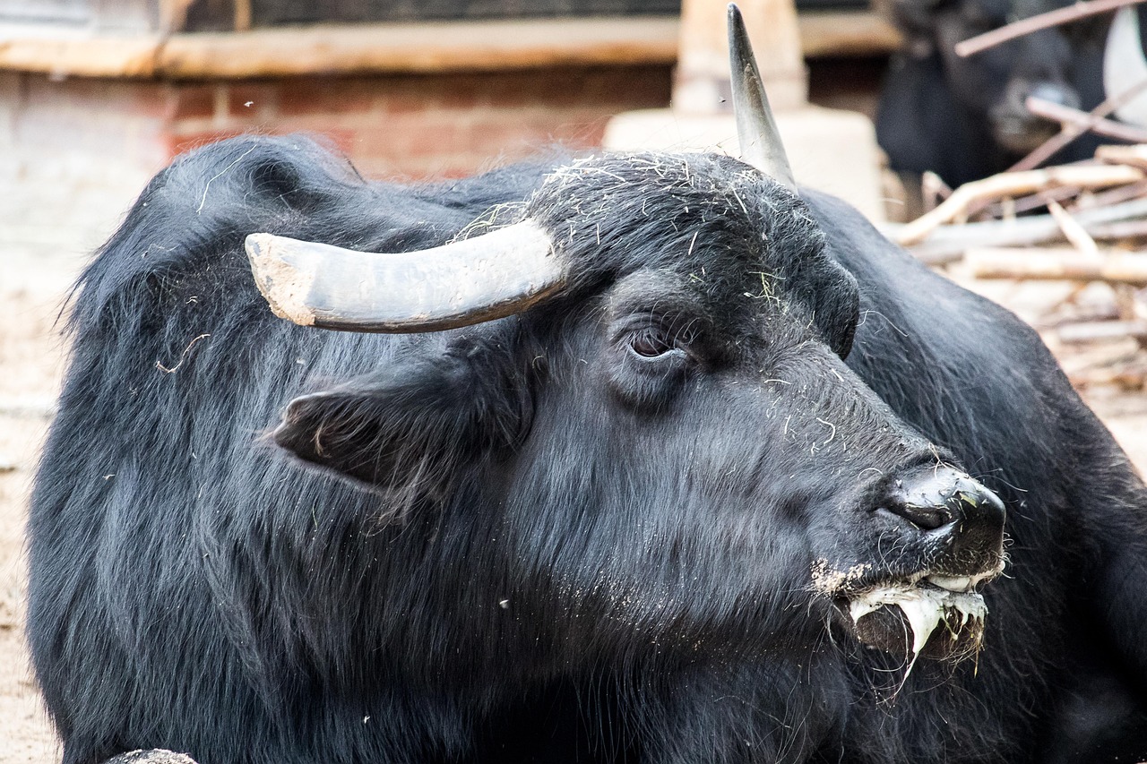 200+ Free Water Buffalo & Buffalo Images - Pixabay