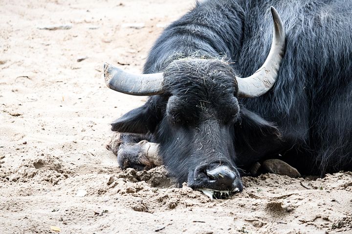 Waterbuffels Foto's - Download gratis afbeeldingen - Pixabay