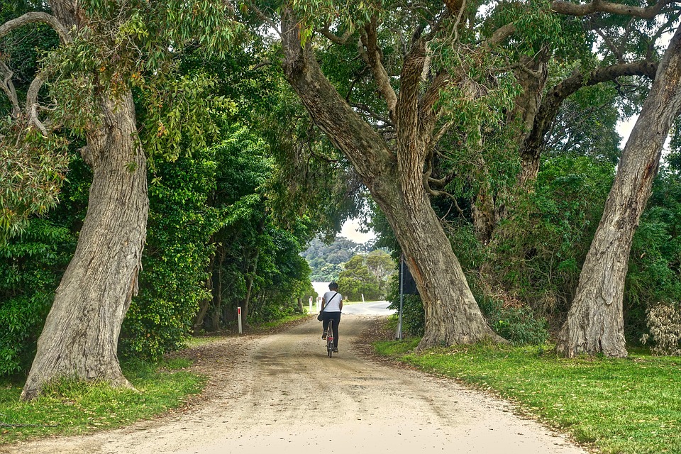 Path Rider Cyclist - Free photo on Pixabay