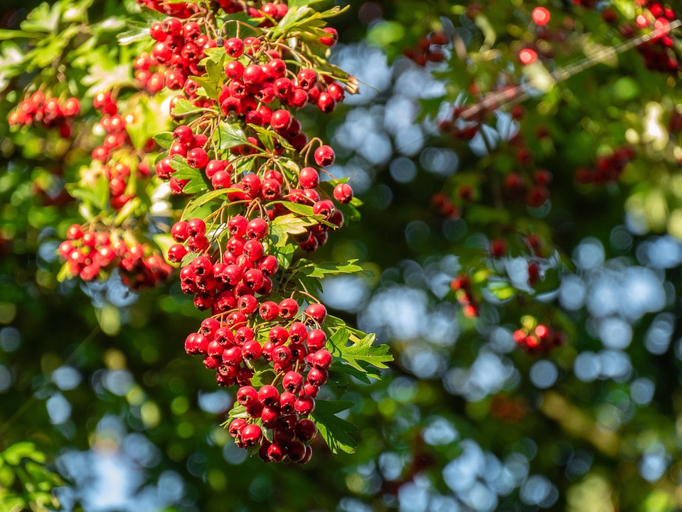 Baum Zweig Blätter - Kostenloses Foto auf Pixabay - Pixabay