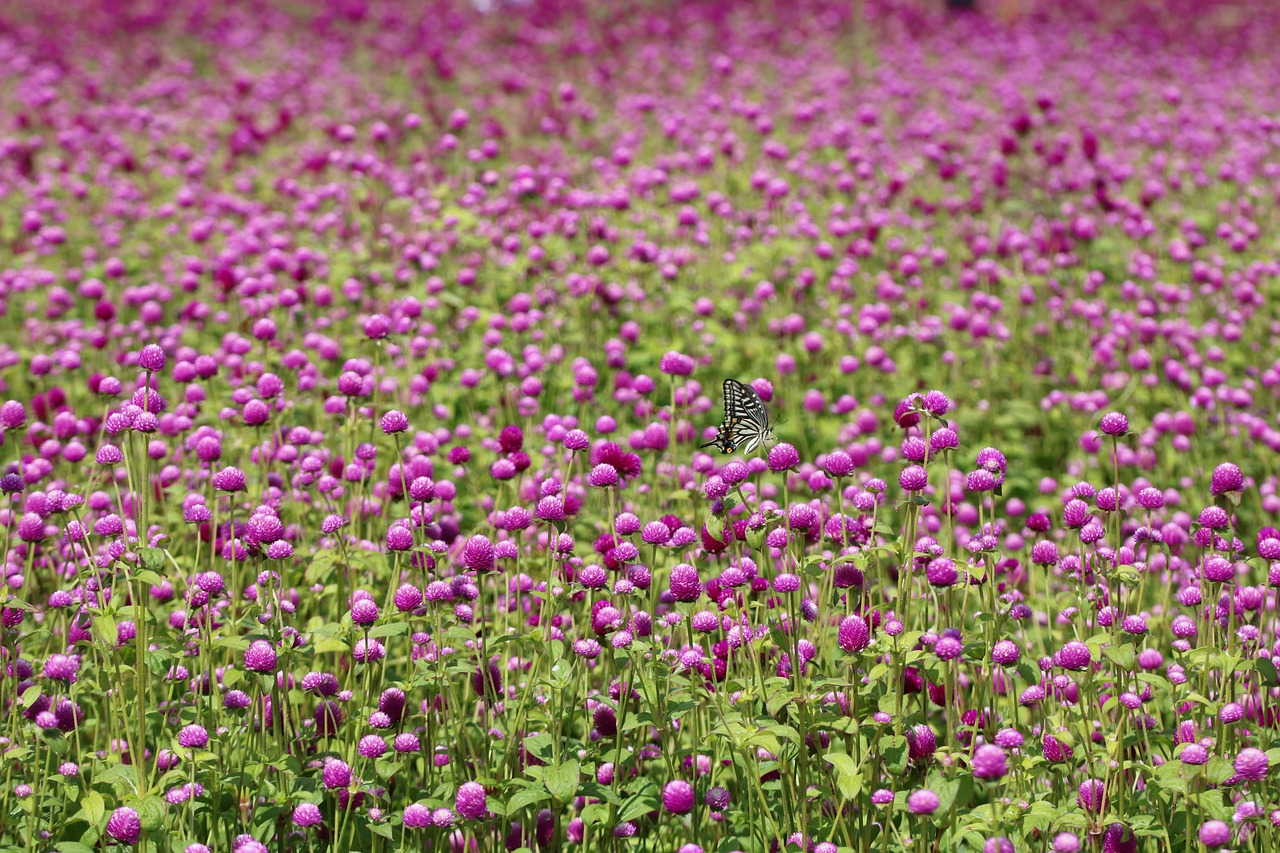 Angel Pink Flower Garden - Free photo on Pixabay - Pixabay