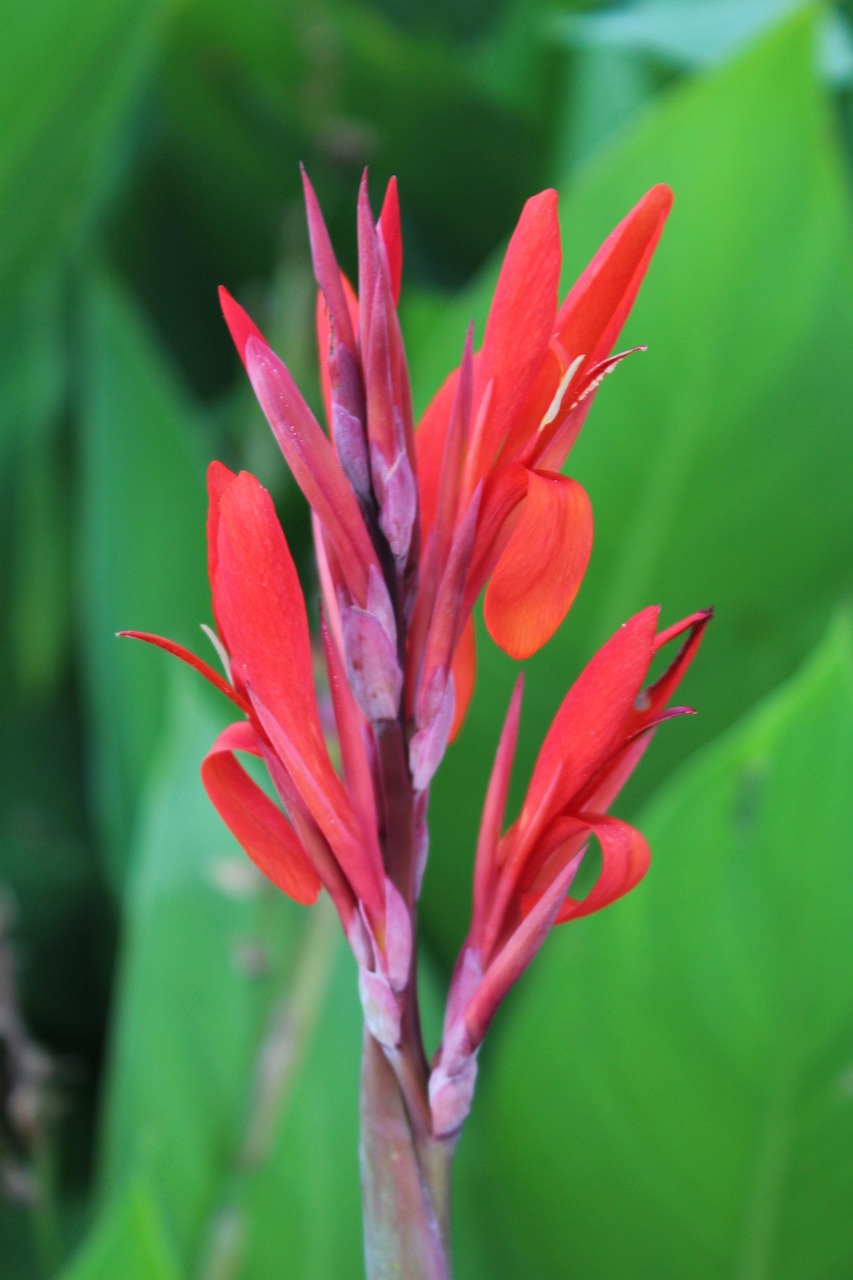Canna Blomst Blomstre - Gratis foto på Pixabay - Pixabay