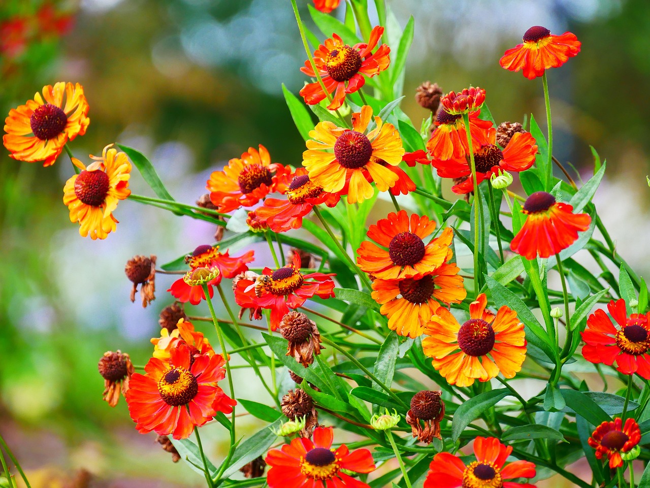 Flowers Beauty Nature - Free photo on Pixabay - Pixabay
