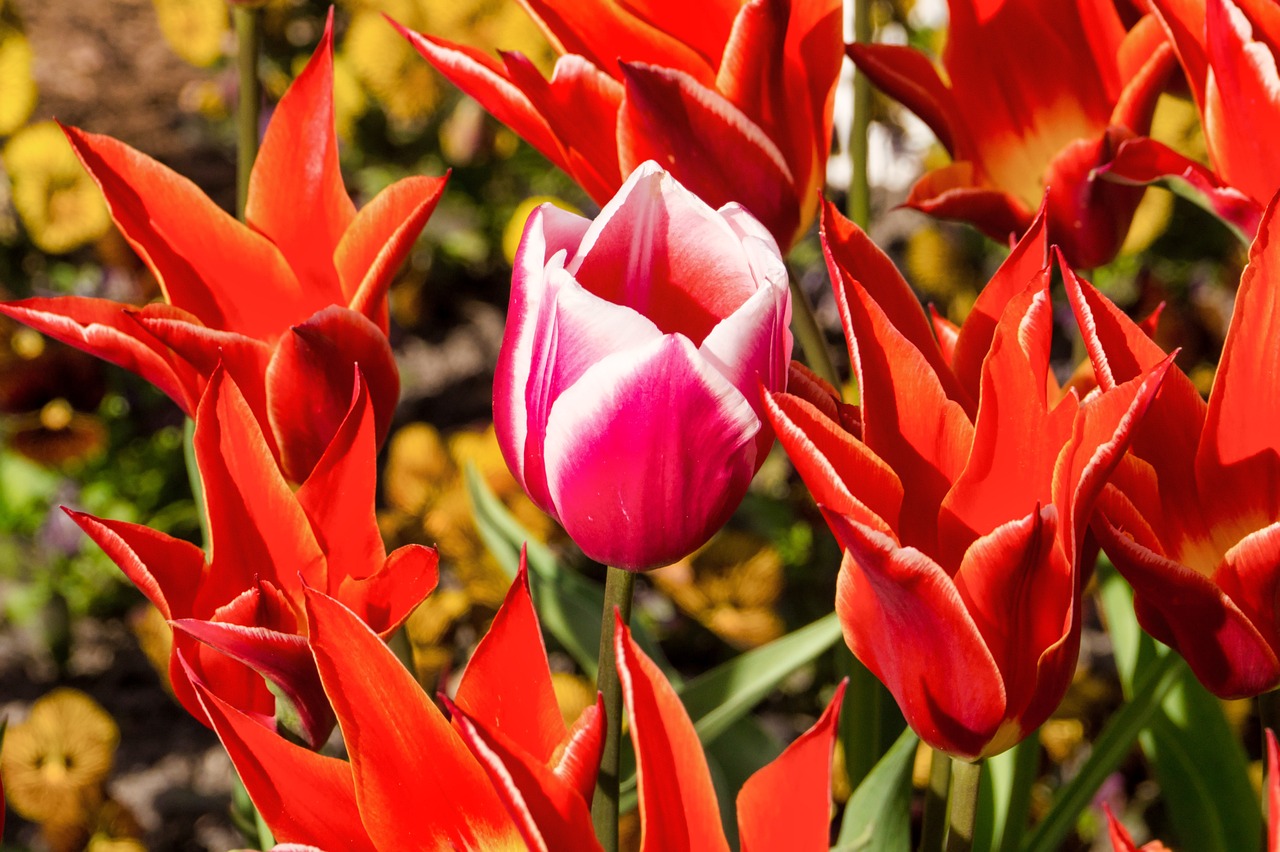 Tulip Center Nature - Free photo on Pixabay