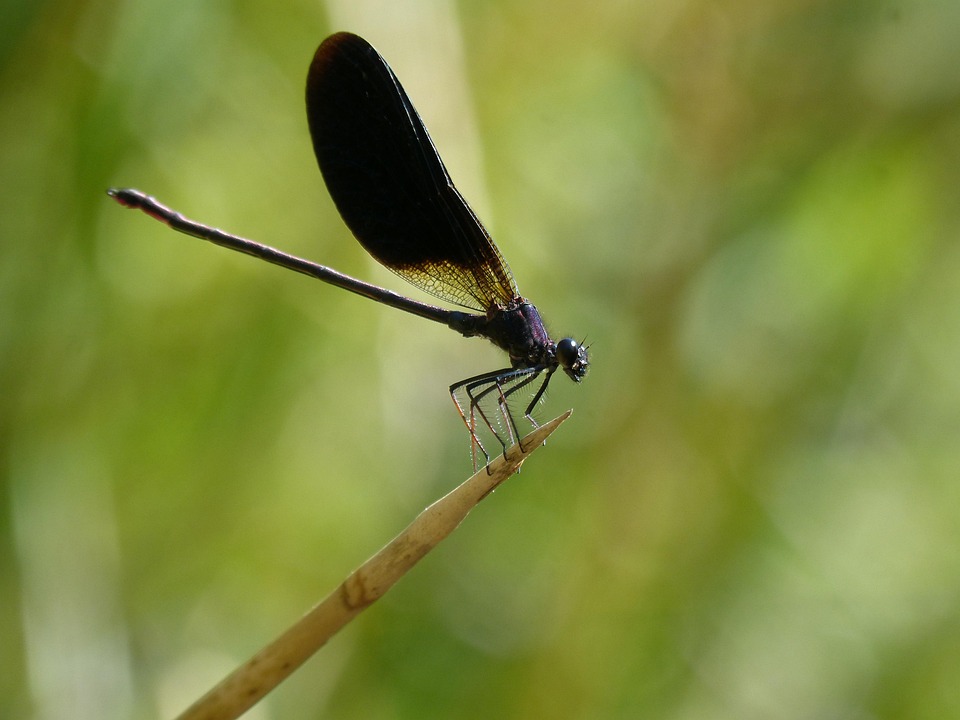 Libelle Schwarze - Kostenloses Foto auf Pixabay - Pixabay