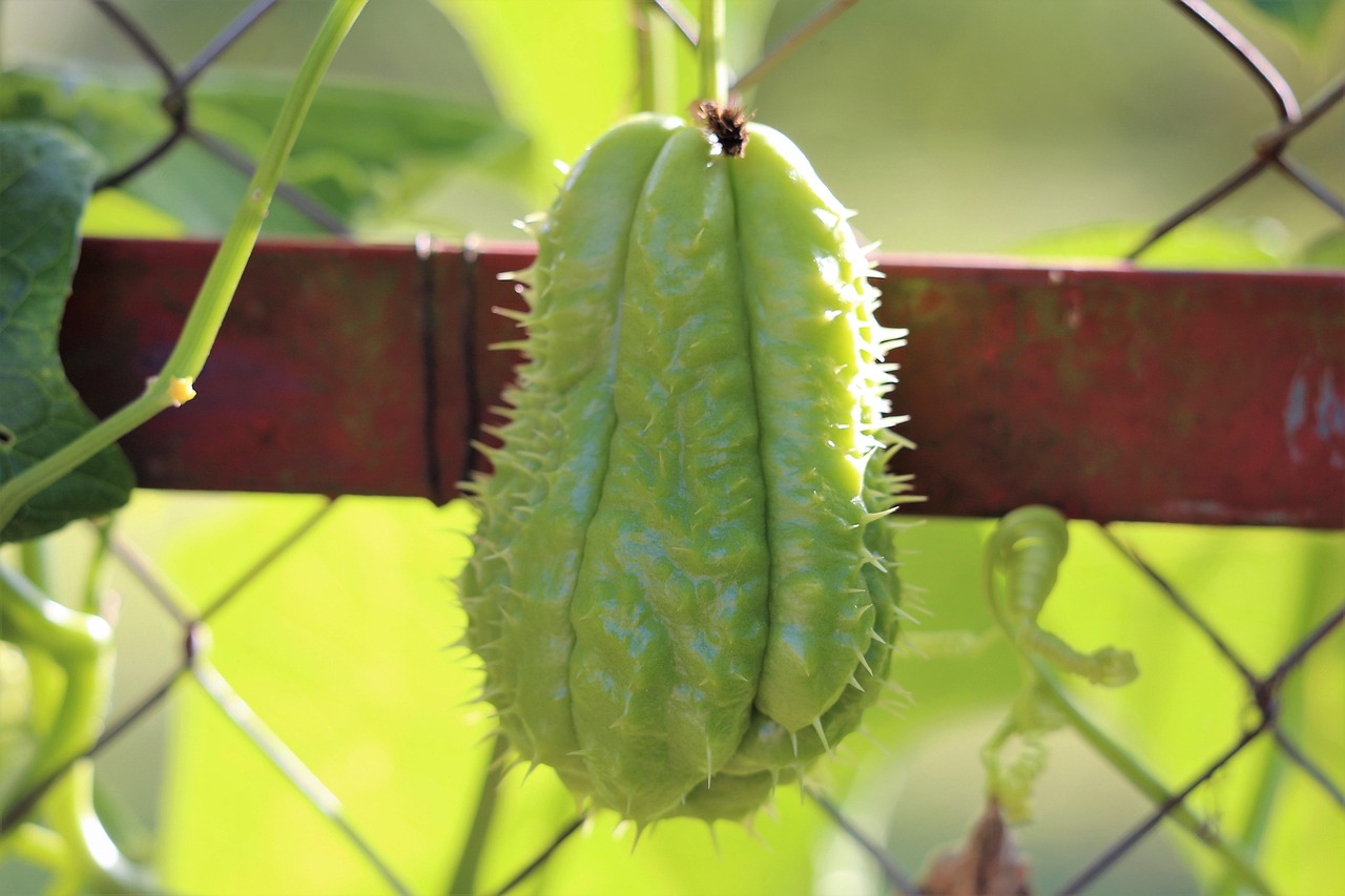 Más de 20 imágenes gratis de Chayote y Verduras - Pixabay