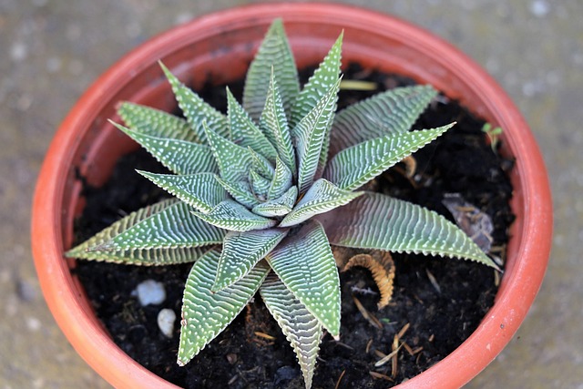 Cactus En Pot Vert Épineux Les - Photo gratuite sur Pixabay - Pixabay