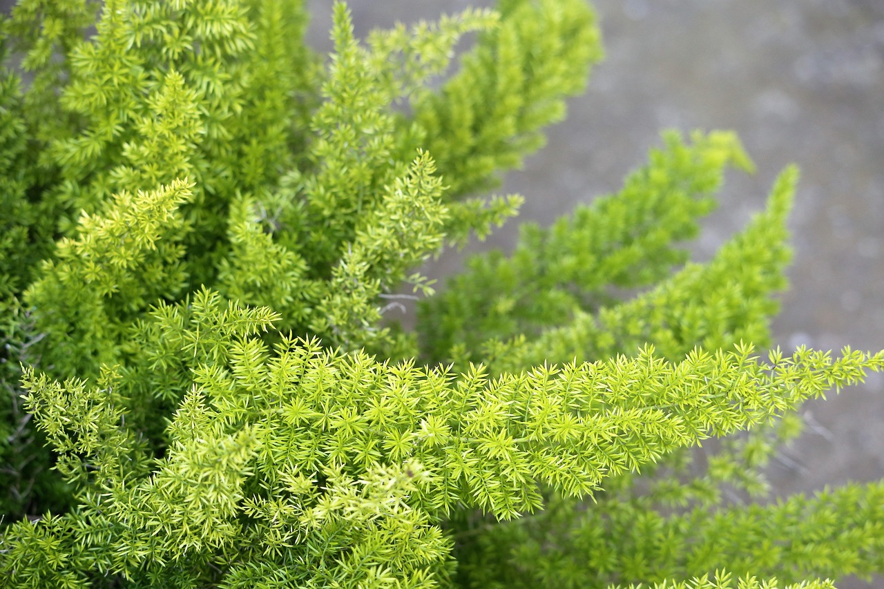 100+ Free Foxtail & Nature Images - Pixabay