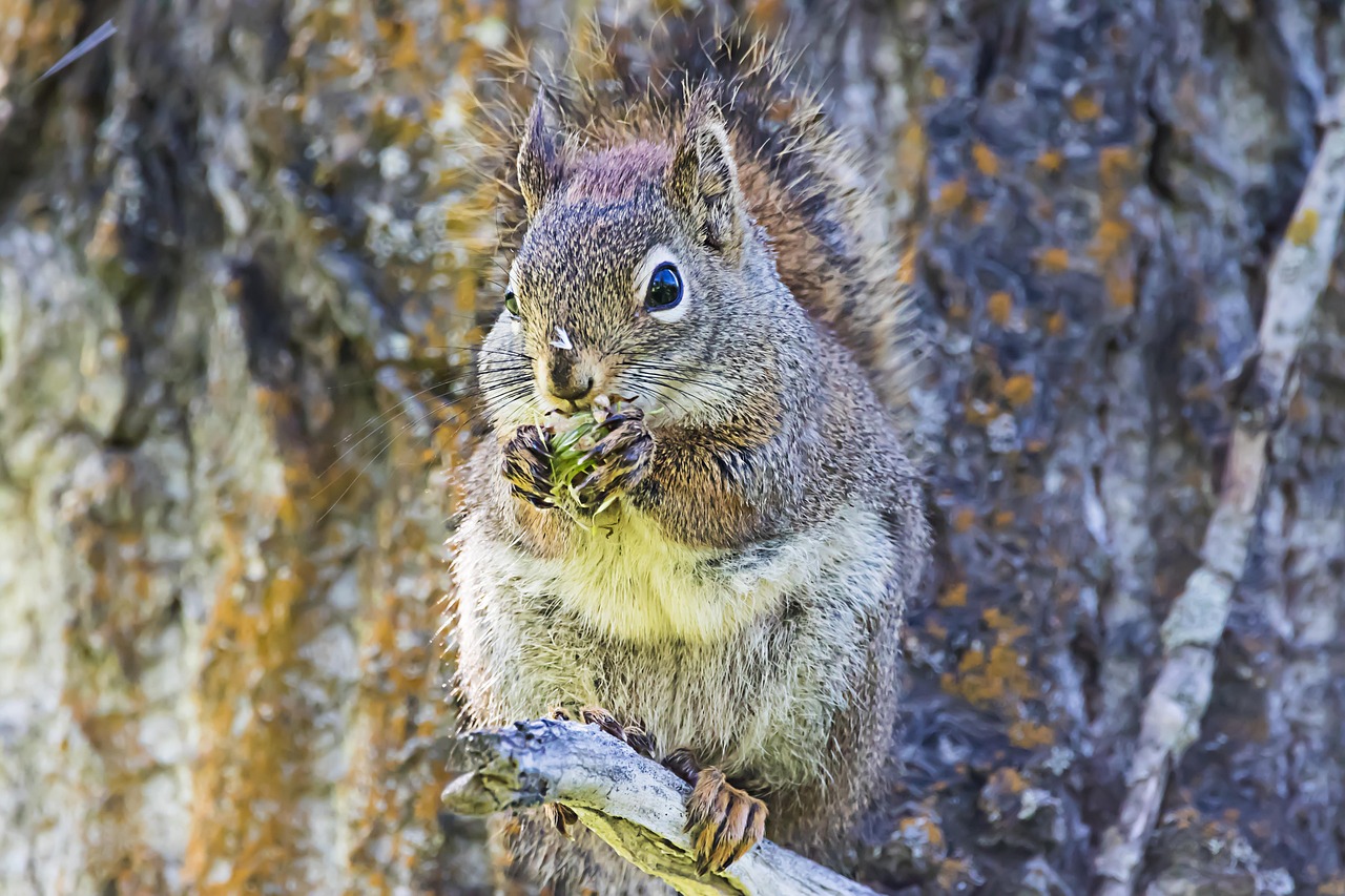 Écureuil Mignonne Nature - Photo gratuite sur Pixabay - Pixabay