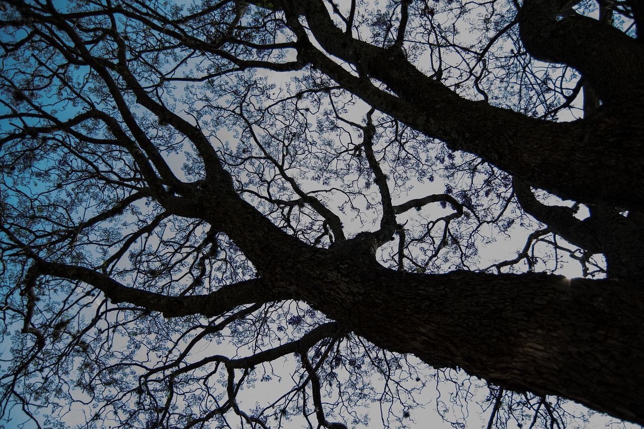200+ Free Cortex & Tree Images - Pixabay