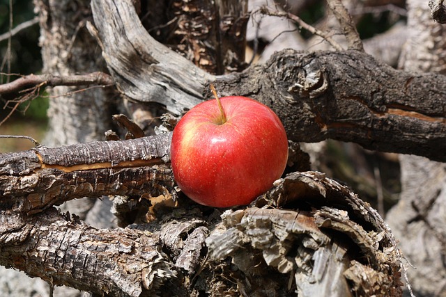Pomme Pommier Racine - Photo gratuite sur Pixabay - Pixabay