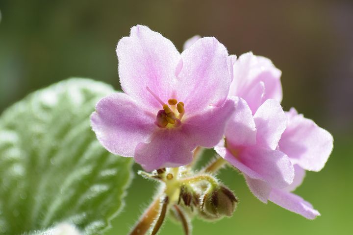 Fialka Obrázky - Stahuj obrázky zdarma - Pixabay