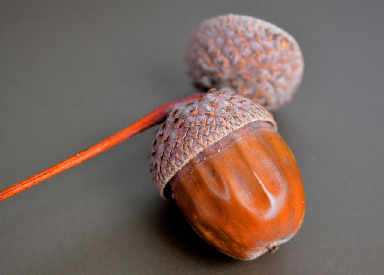 Acorn Nut Fruit Of The Oak - Free photo on Pixabay - Pixabay
