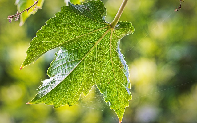 Wild Wine Leaf Background - Free photo on Pixabay