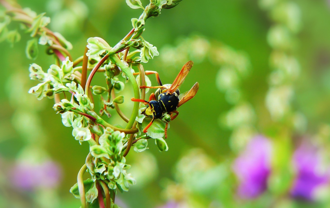 Peste 10 de imagini gratuite cu Osa și Natură - Pixabay