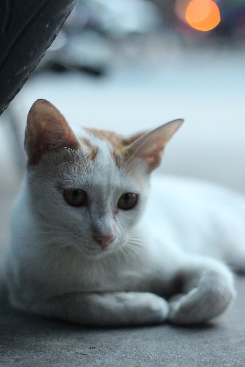 Mais de 9 imagens grátis de Хайленд Meo e Gato - Pixabay