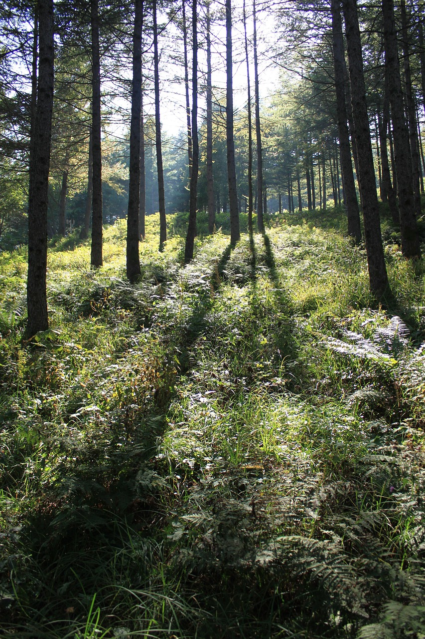 Tree Nature Forest - Free photo on Pixabay - Pixabay