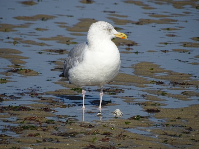 Seagull Sea Nature - Free photo on Pixabay