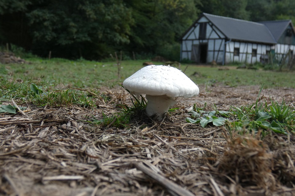 Champignon Aliments Nature - Photo gratuite sur Pixabay - Pixabay