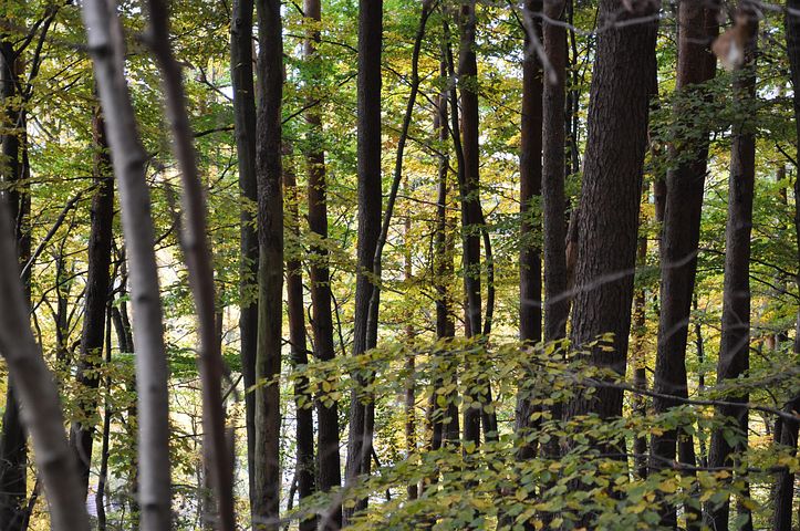 100+ Free Forrest & Nature Photos - Pixabay