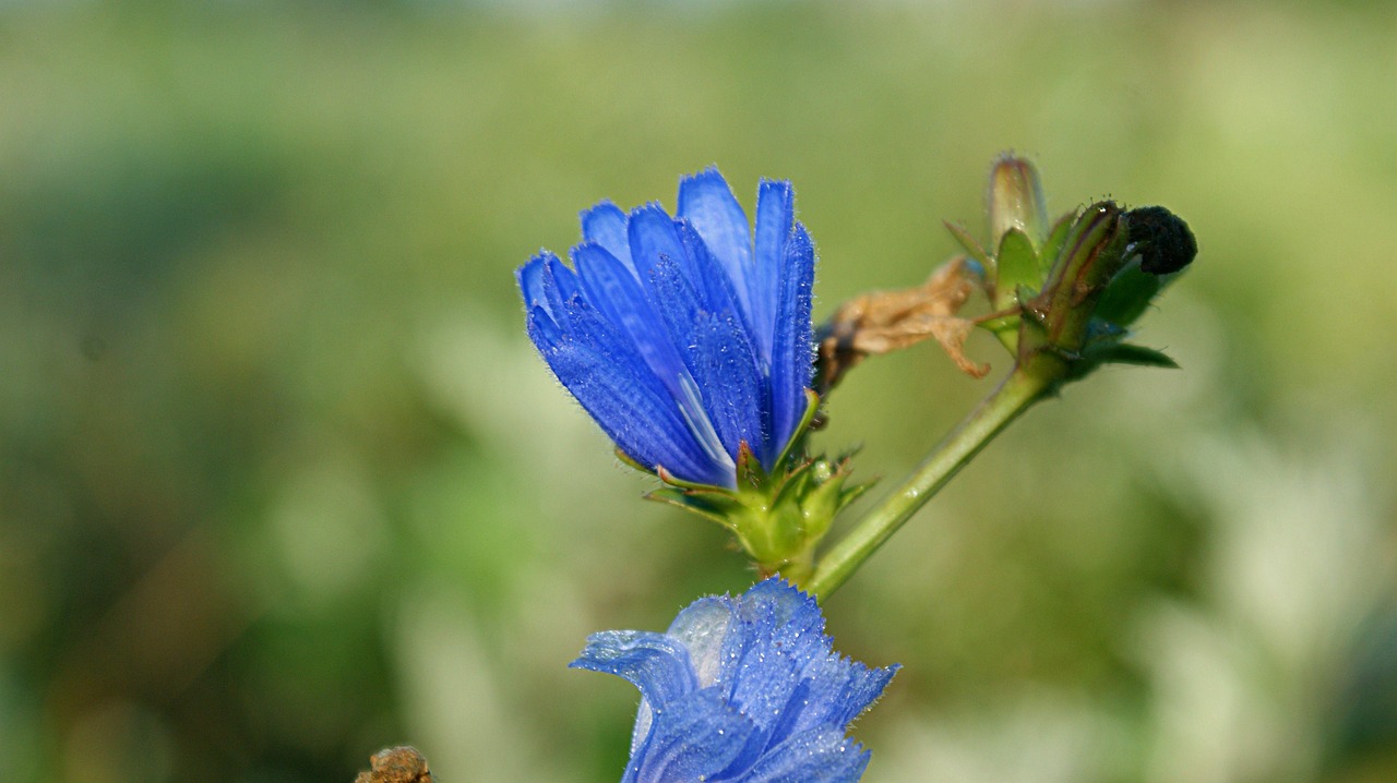 Meer dan 400 gratis afbeeldingen van Veldbloemen en Natuur - Pixabay