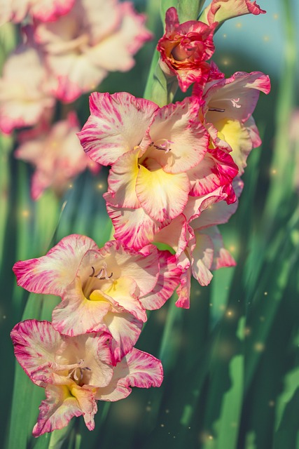 Gladiolus Nature Plant - Free photo on Pixabay