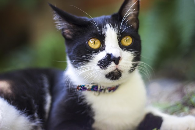 Katt Djur Katter - Gratis foto på Pixabay - Pixabay